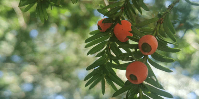 el tejo un árbol entre la vida y la muerte usos y relación